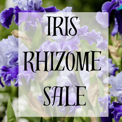 Iris Rhizome Sale 2025 - Emmanuel United Methodist Church